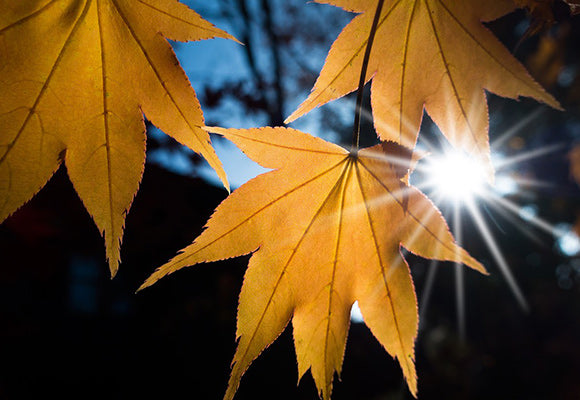 Choosing the Best Maple for Your Location - Essence of the Tree