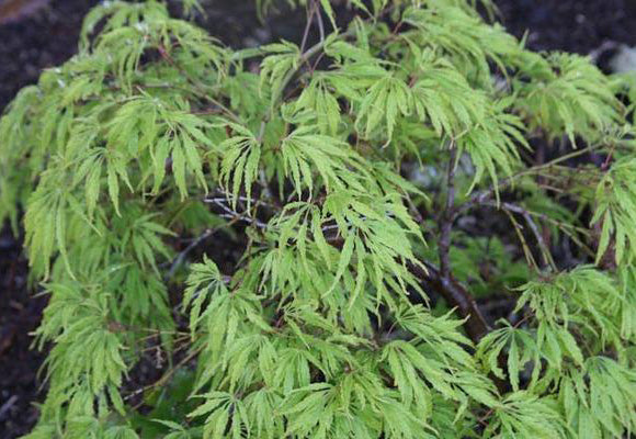 Weeping and Cascading Laceleaf Maples - Essence of the Tree