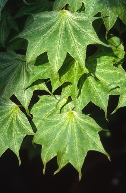 Japanese Maple Tree Specialists | Essence of the Tree