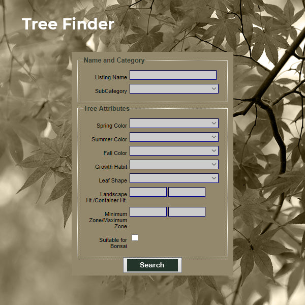Japanese Maple Tree Specialists | Essence of the Tree