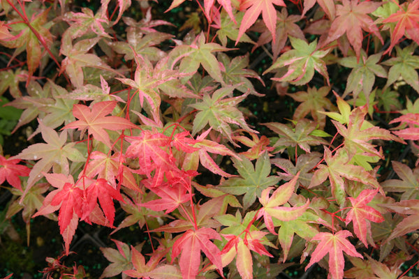 Acer palmatum 'Akaji nishiki' Japanese maple - Essence of the Tree
