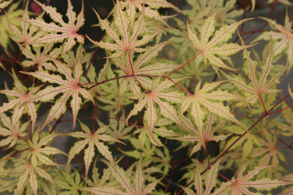 Acer palmatum 'Strawberry Spring' Japanese Maple - Essence of the Tree