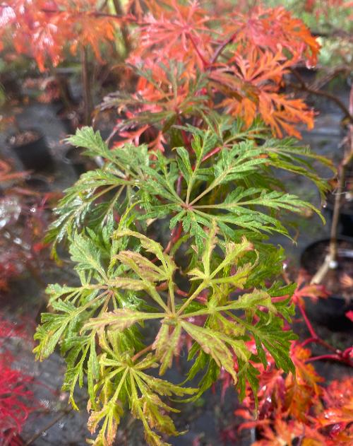 Japanese Maple Tree Specialists | Essence of the Tree