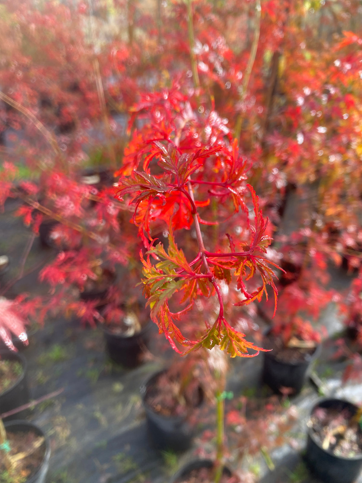 Acer palmatum 'Seiryu' Japanese Maple - Essence of the Tree