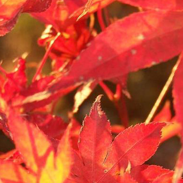 Acer palmatum 'Muro gawa' Japanese Maple - Essence of the Tree