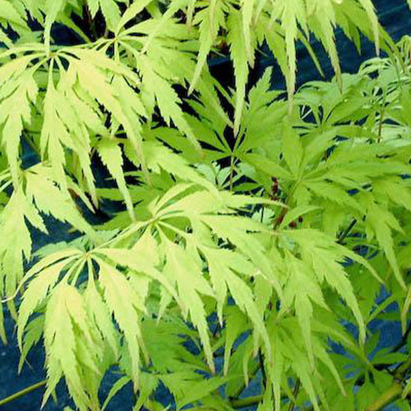 Acer palmatum 'Shigure bato' Japanese Maple - Essence of the Tree