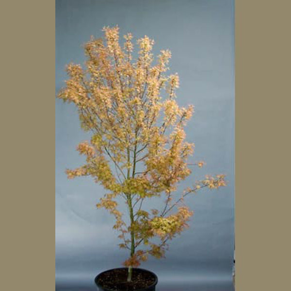 Acer palmatum 'Bonfire (Also See Seigai)' Japanese Maple - Essence of ...