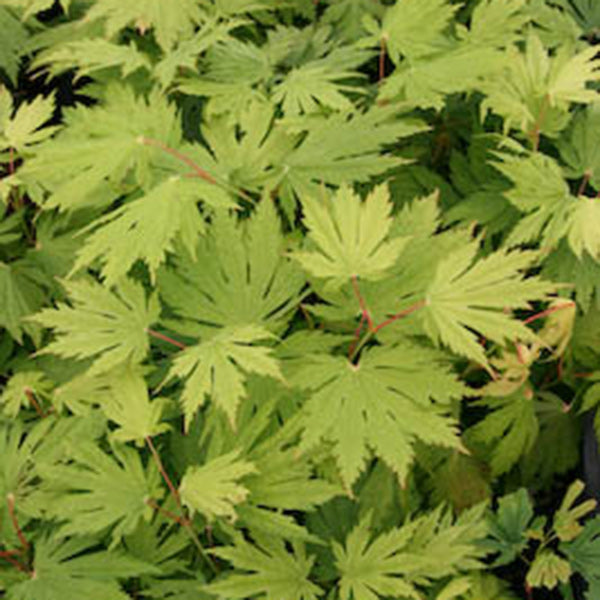 Acer japonicum 'Yama kagi' Japanese Maple - Essence of the Tree