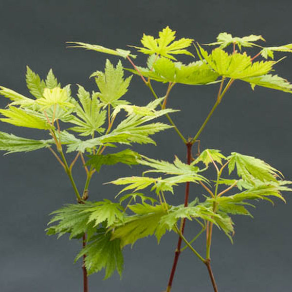 Acer japonicum 'Yama kagi' Japanese Maple - Essence of the tree