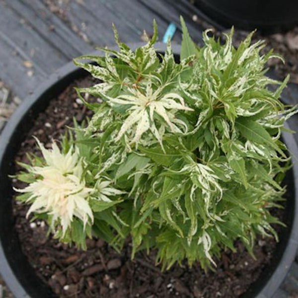 Acer palmatum 'Yuki yama' Japanese Maple - Essence of the Tree