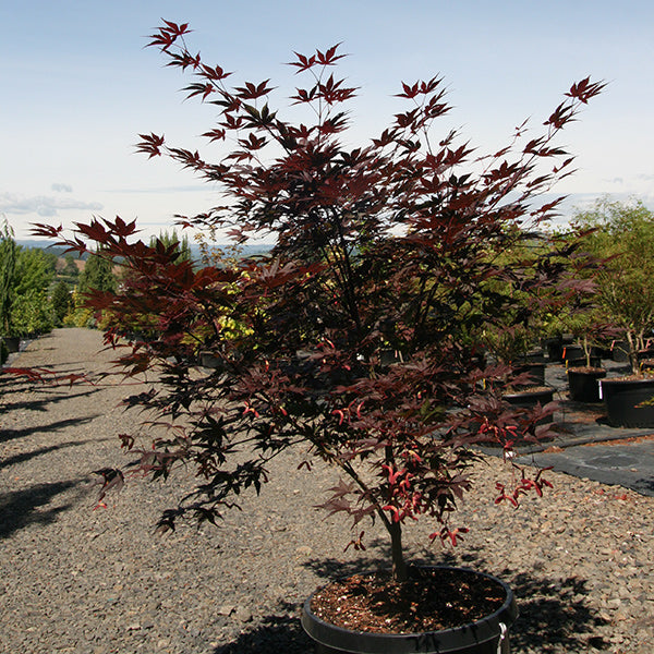 Acer palmatum 'Samurai Sword' Japanese Maple - Essence of the Tree