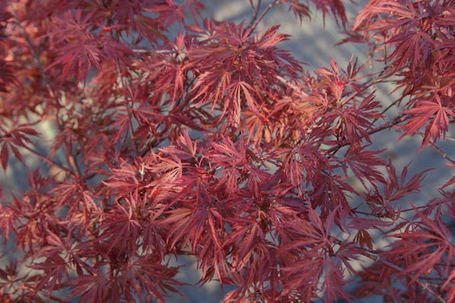 Acer palmatum 'Ash's Scarlet Princess' Japanese maple - Essence of the Tree
