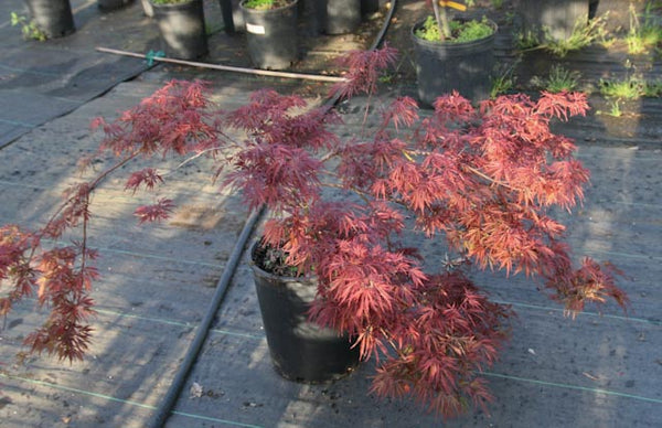 Acer palmatum 'Ash's Scarlet Princess' Japanese maple - Essence of the Tree