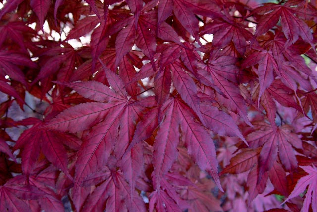 Japanese Maple Tree Specialists | Essence of the Tree