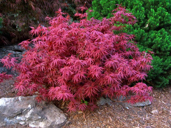 Acer palmatum 'Fireball' Japanese Maple - Essence of the Tree
