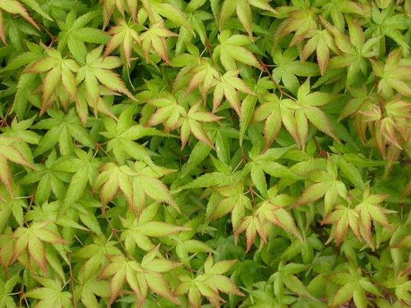 Acer palmatum 'Tiny Stars' Japanese Maple - Essence of the Tree
