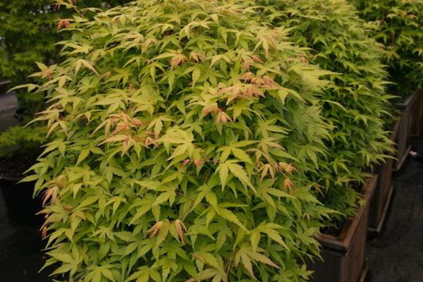 Acer palmatum 'Yellow Cascade' Japanese Maple - Essence of the Tree