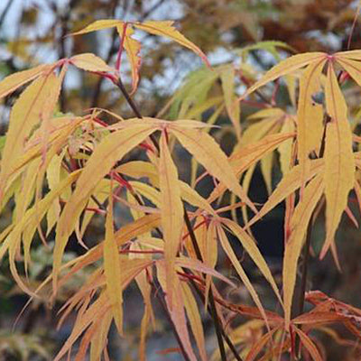 Acer palmatum 'Aoyagi Gawa' Japanese Maple - Essence of the Tree