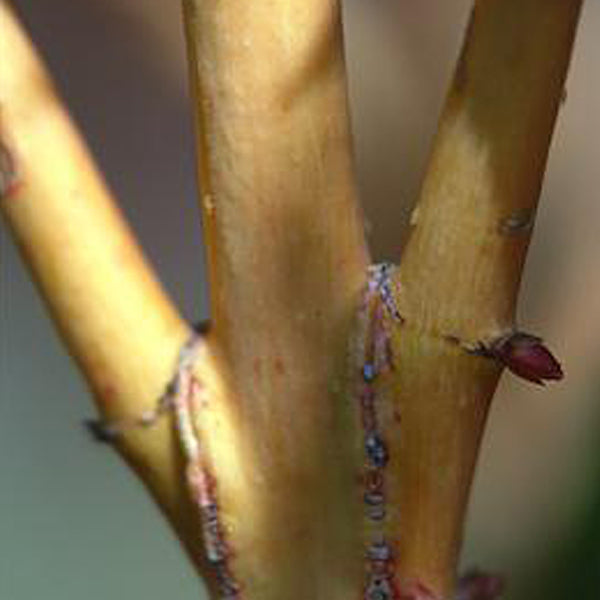Acer palmatum 'Bihou' Japanese Maple - Essence of the Tree