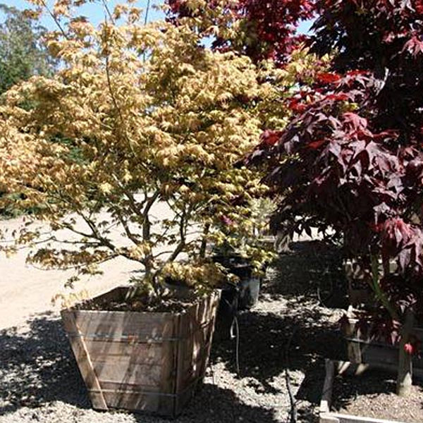Acer palmatum 'Aka shigitatsu sawa' Japanese Maple - Essence of the Tree