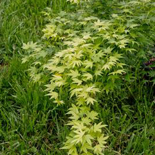 Acer palmatum 'Ukon' Japanese Maple - Essence of the Tree