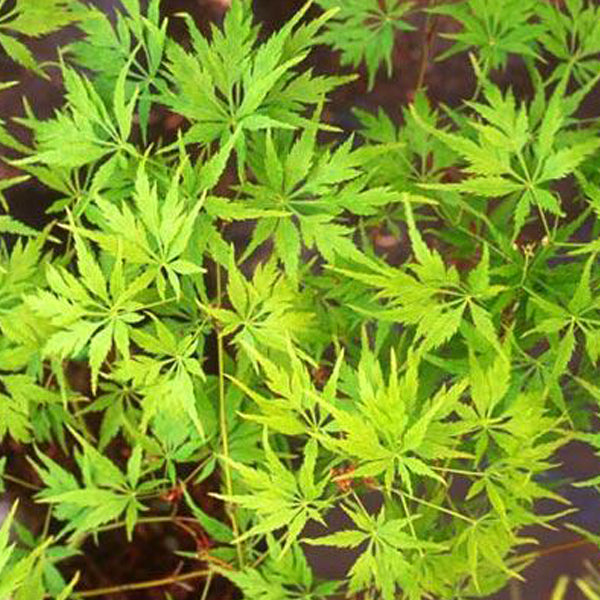 Acer palmatum 'Shigure bato' Japanese Maple - Essence of the Tree