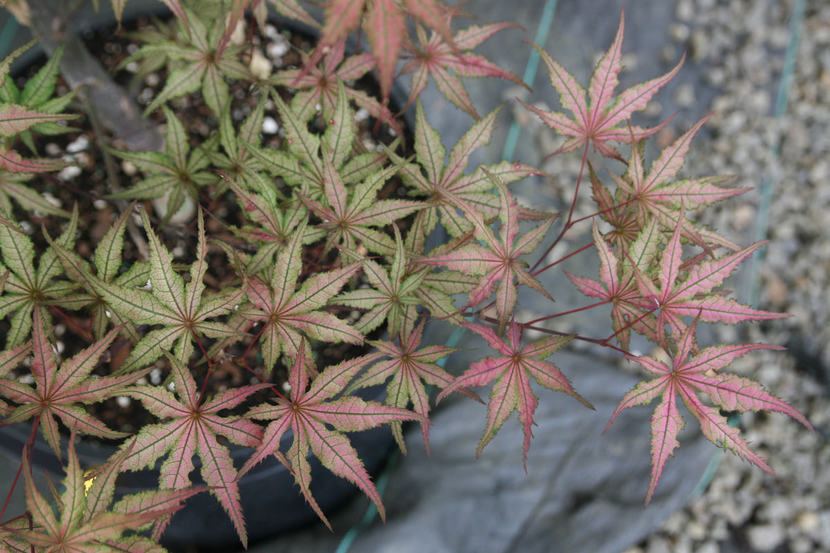 Acer palmatum 'Celebration' Japanese Maple - Essence of the Tree