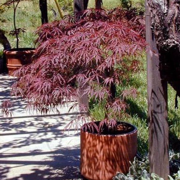 Size 3 Red Dragon, Ryusen, Cynthias Crown - Essence of the Tree