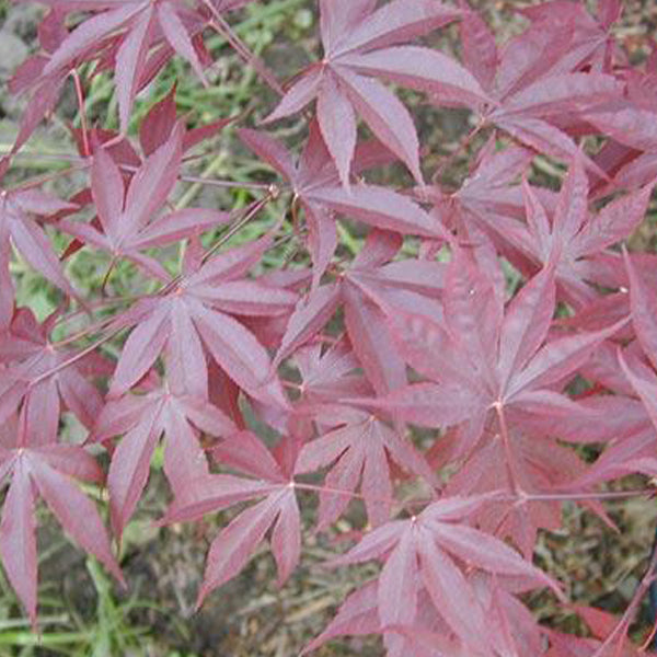 Acer palmatum 'Moonfire' Japanese Maple - Essence of the tree
