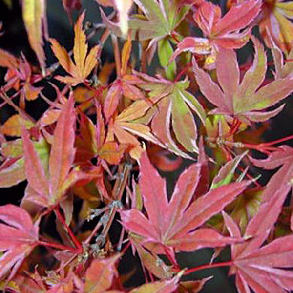 Acer palmatum 'Hoshi kuzu' Japanese Maple - Essence of the Tree