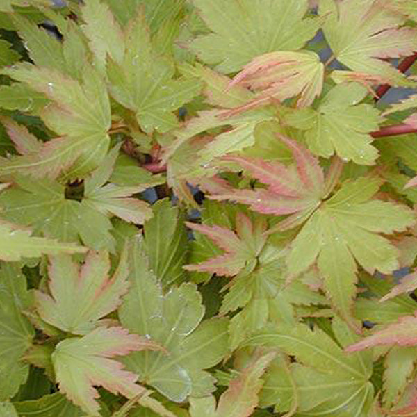 Acer palmatum 'Coonara Pygmy' Japanese Maple - Essence of the Tree