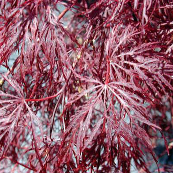 Acer palmatum 'Red Filigree Lace' Japanese Maple - Essence of the Tree