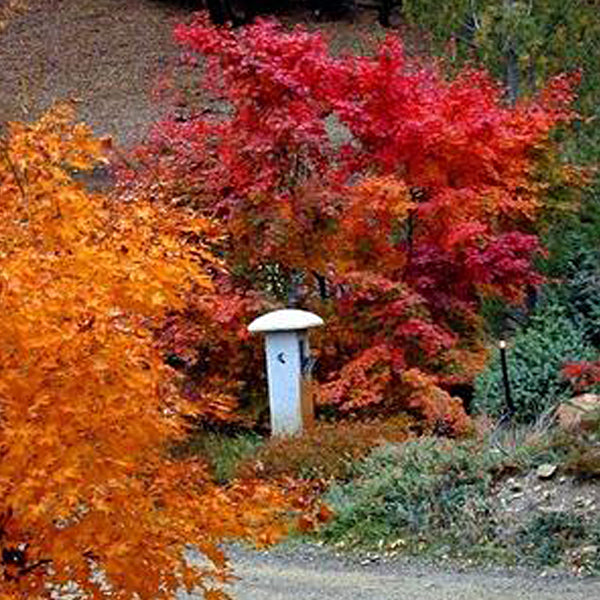 Hogyoku Japanese Maple – Orange fall foliage - Essence of the Tree