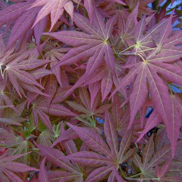 Acer palmatum 'Iijima sunago' Japanese Maple - Essence of the Tree