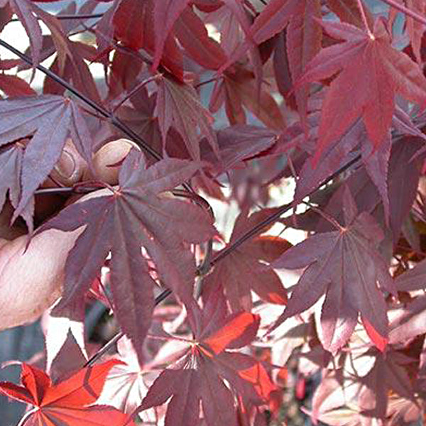 Acer palmatum 'Emperor One' Japanese Maple - Essence of the Tree