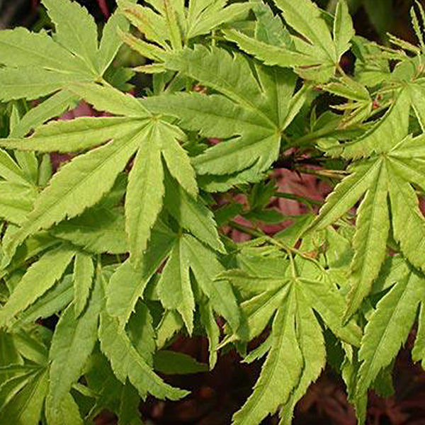 Acer palmatum 'Hoshi kuzu' Japanese Maple - Essence of the Tree
