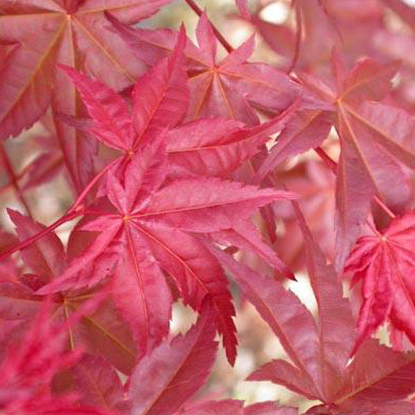 Acer palmatum 'Otome zakura' Japanese Maple - Essence of the Tree