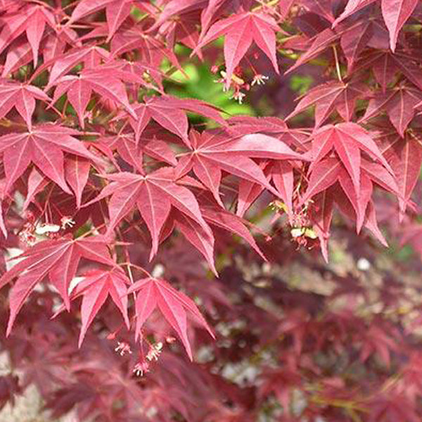 Acer palmatum 'Tsukushi gata' Japanese Maple - Essence of the Tree