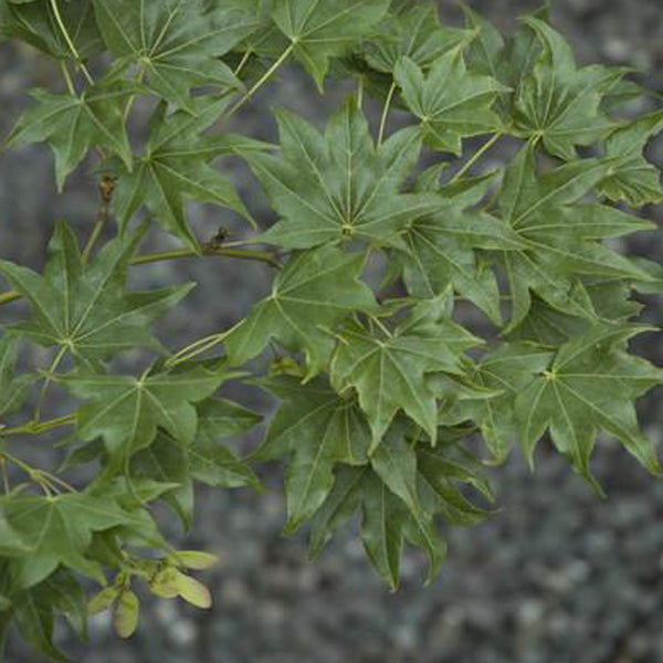 Acer palmatum 'Kogane sakae' Japanese Maple - Essence of the Tree