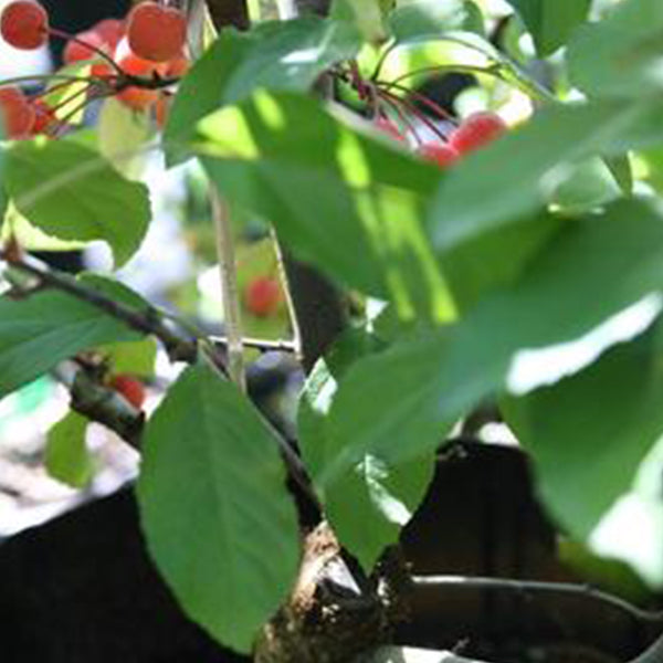 Flowering Crabapple Malus Red Baron - Essence of the Tree