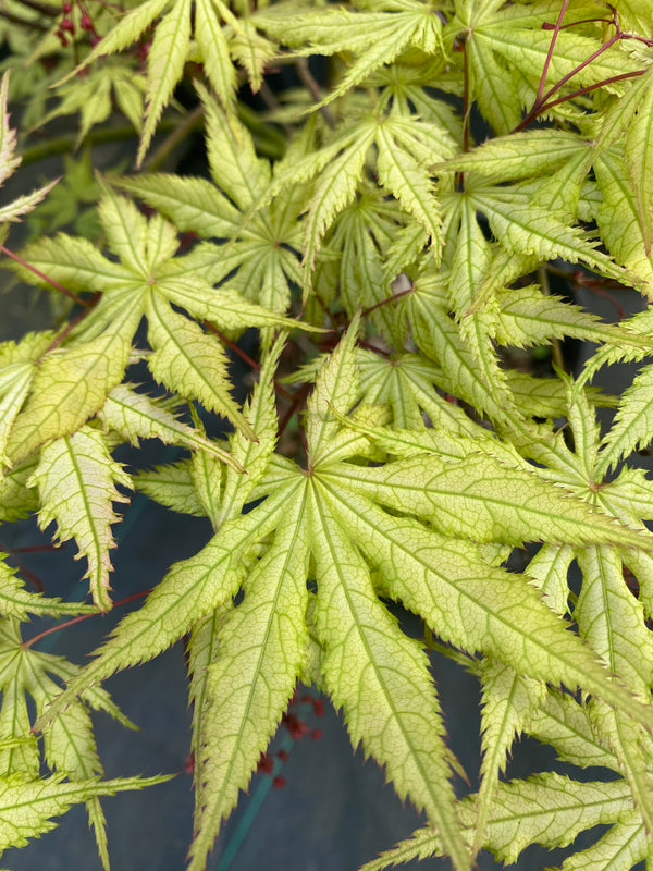 Acer palmatum 'Grandma Ghost' Japanese Maple - Essence of the Tree