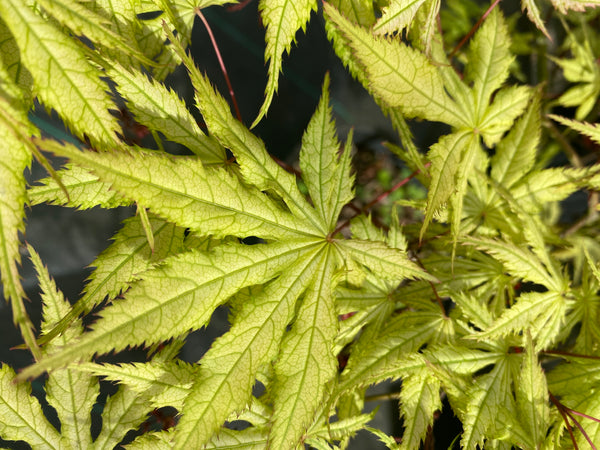 Acer palmatum 'Grandma Ghost' Japanese Maple - Essence of the Tree