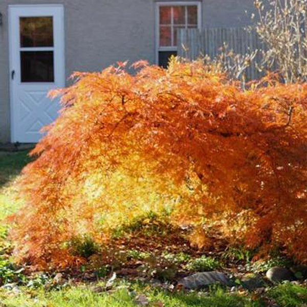 Acer palmatum 'Lady Abbess' Japanese Maple - Essence of the Tree
