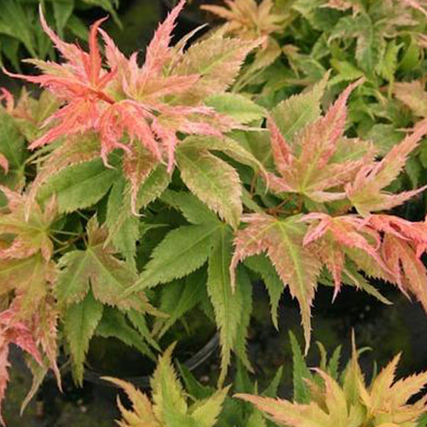 Dwarf Maples - Essence of the Tree