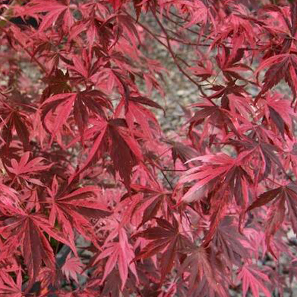 Acer palmatum 'Rainbow' Japanese Maple - Essence of the Tree