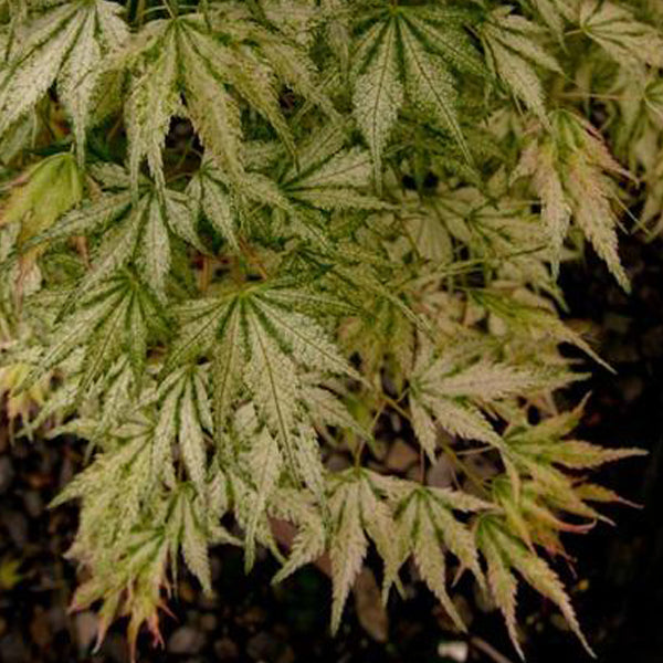 Acer palmatum 'Peve Multicolor' Japanese Maple - Essence of the tree