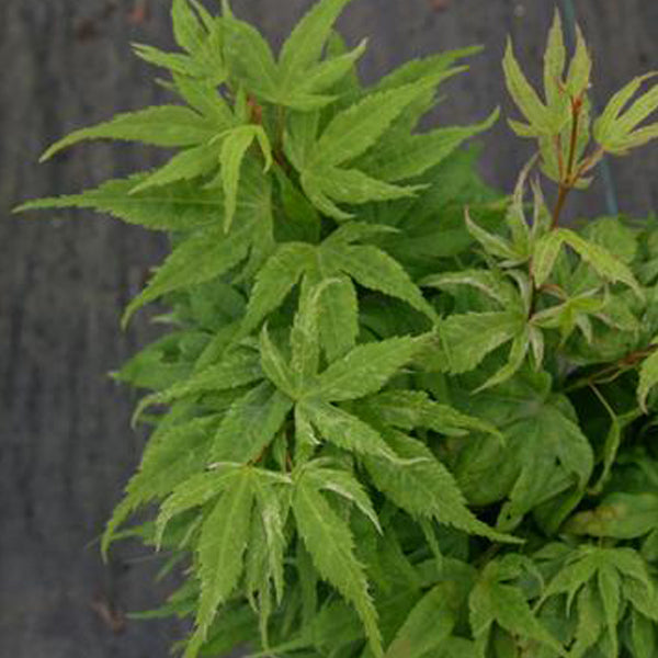 Acer palmatum 'Mayday' Japanese Maple - Essence of the Tree