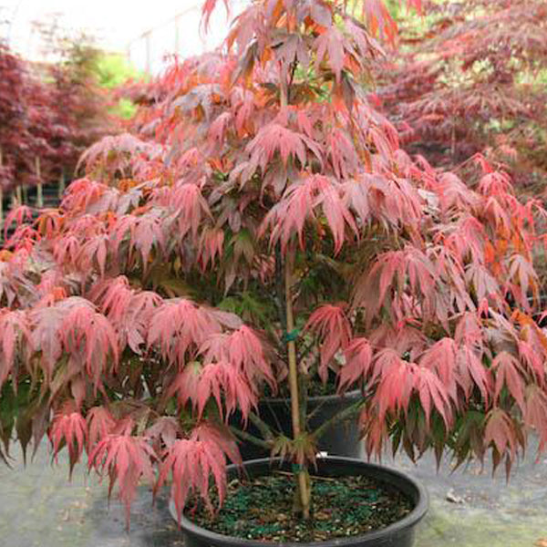Acer palmatum 'Oregon Sunset' Japanese Maple - Essence of the Tree