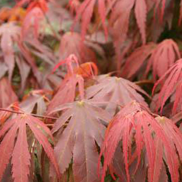 Acer palmatum 'Oregon Sunset' Japanese Maple - Essence of the Tree