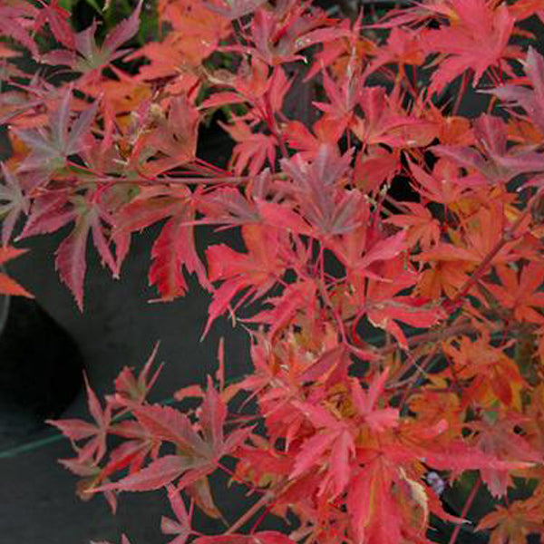 Acer palmatum 'Phoenix' Japanese Maple - Essence of the tree